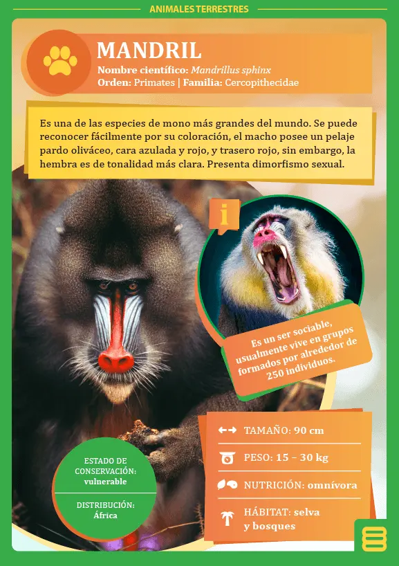 SUPER PACK DE FICHAS ANIMALES TERRESTRES, HISTORIA, 51 FICHAS EN DRIVE | profe.social